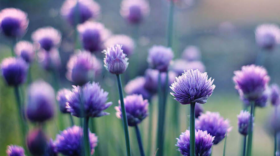 Understanding Alzheimer's & Dementia | Good Samaritan
